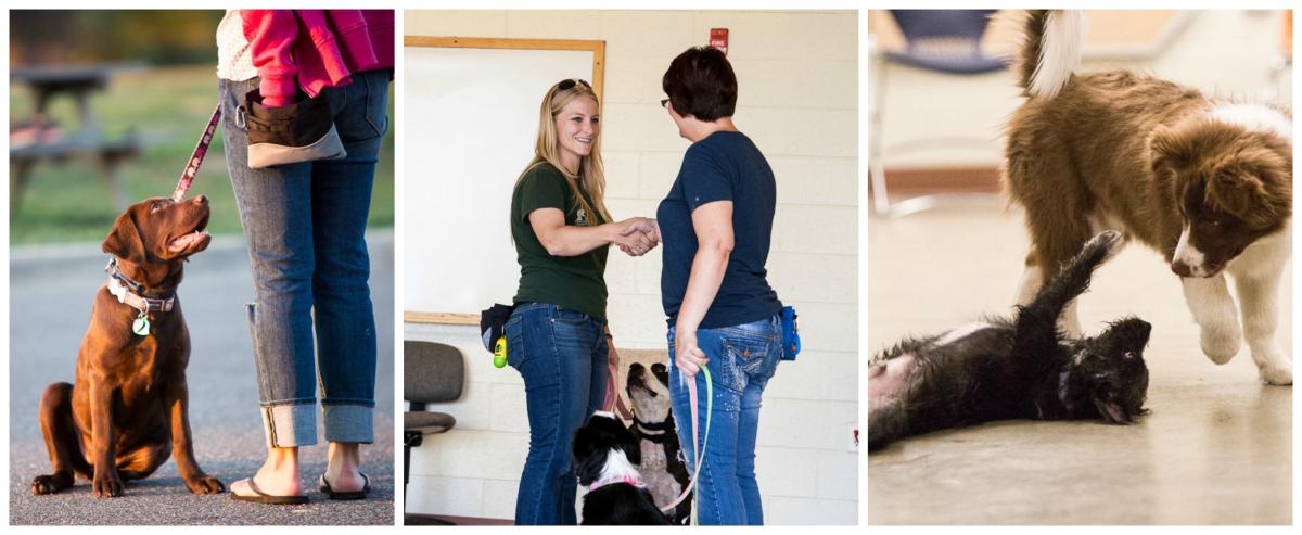 Dog Training – Longmont Humane Society