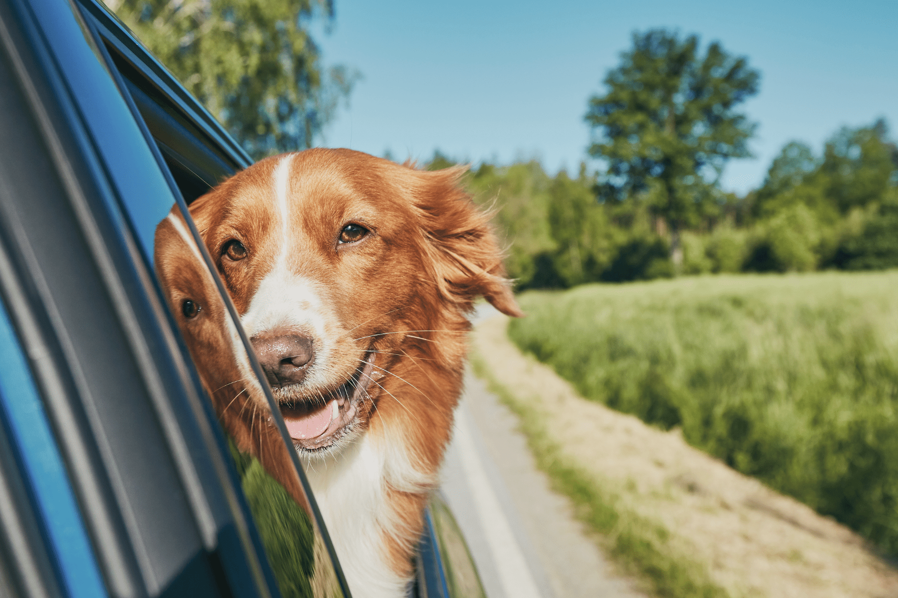 Longmont Humane Society – Welcome to Longmont Humane Society
