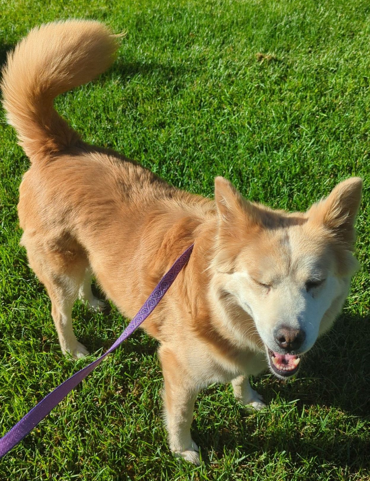 Meet our Animals – Longmont Humane Society