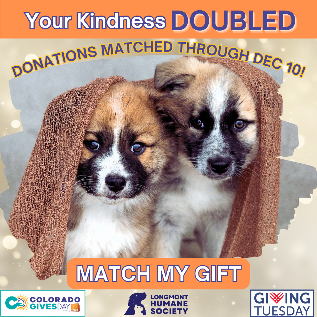 Adopt a Dog – Longmont Humane Society
