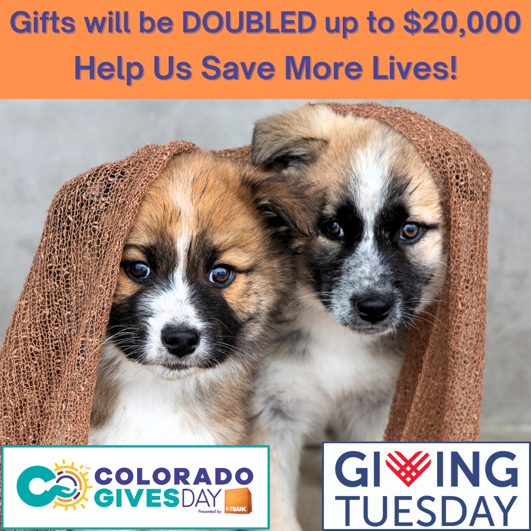 Donations Doubled – Longmont Humane Society