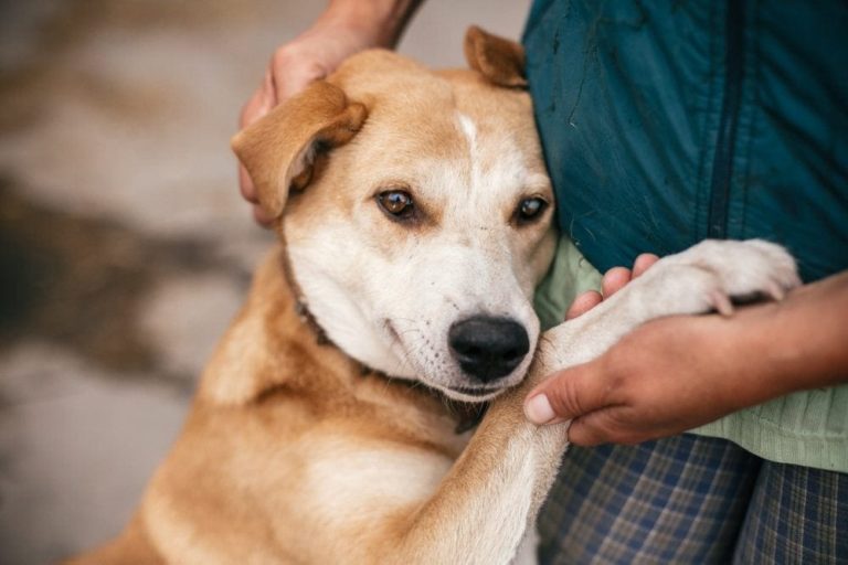 About Us – Longmont Humane Society