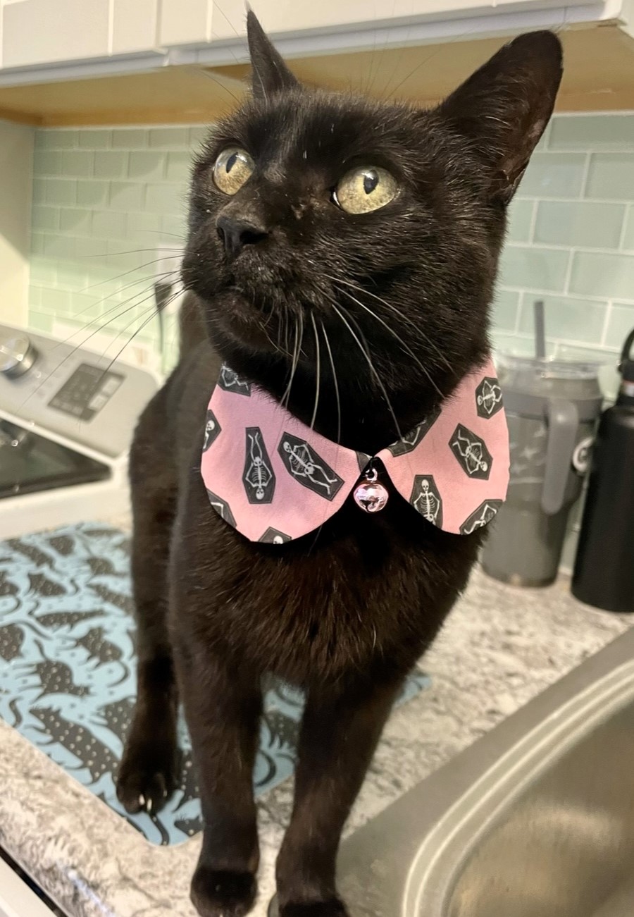 Adoption Update: Ethel – Longmont Humane Society