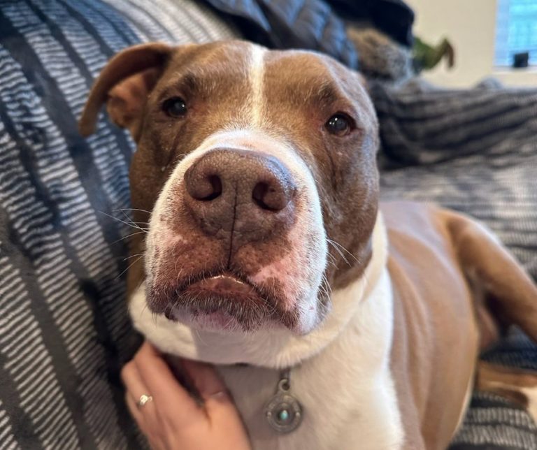 Adoption Update: Luca – Longmont Humane Society
