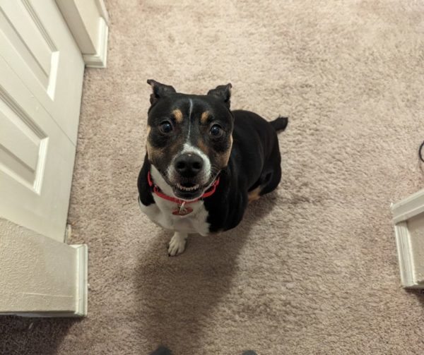 Adoption Update: Chloe – Longmont Humane Society