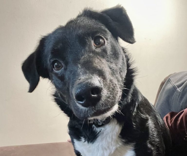 Adoption Update: Sherlock – Longmont Humane Society