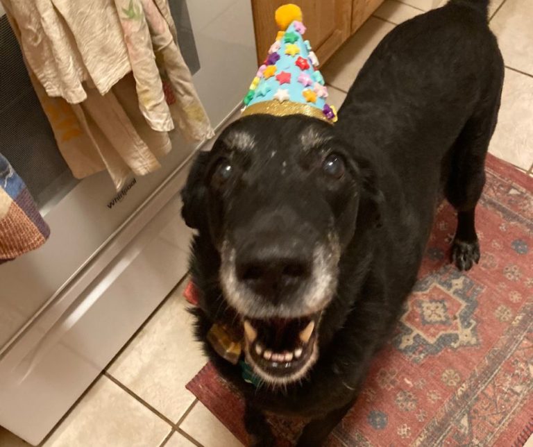 Adoption Update: Treat – Longmont Humane Society