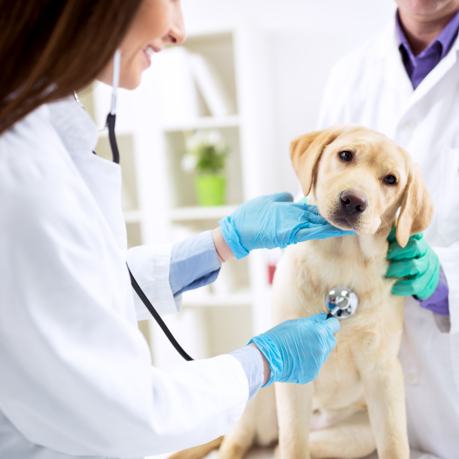 Humane Education Programs – Longmont Humane Society