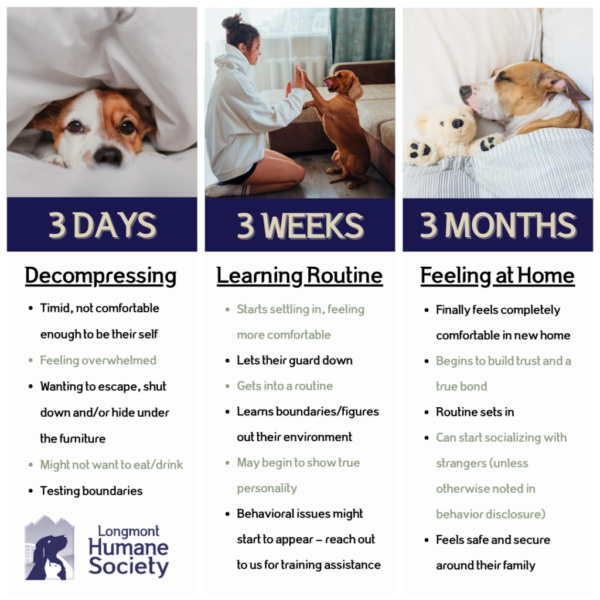 It Doesn’t Happen Overnight – The 3-3-3 Rule for Dog Adoptions ...