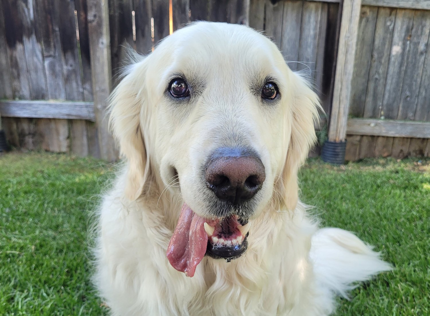 6 Tips for Taking Better Photos of Your Pet – Longmont Humane Society