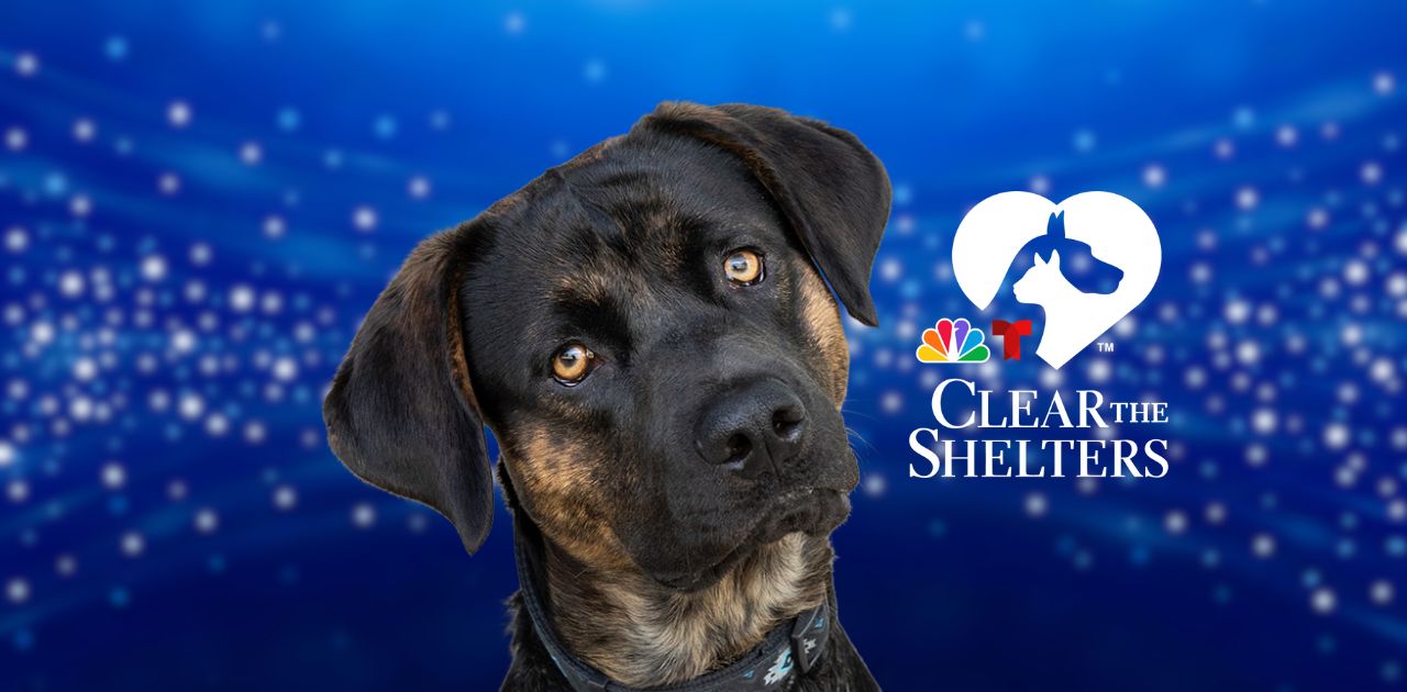 Longmont Humane Society – Welcome to Longmont Humane Society