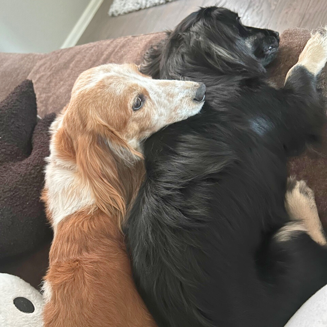 Adoption Update: Vienna and Frank – Longmont Humane Society