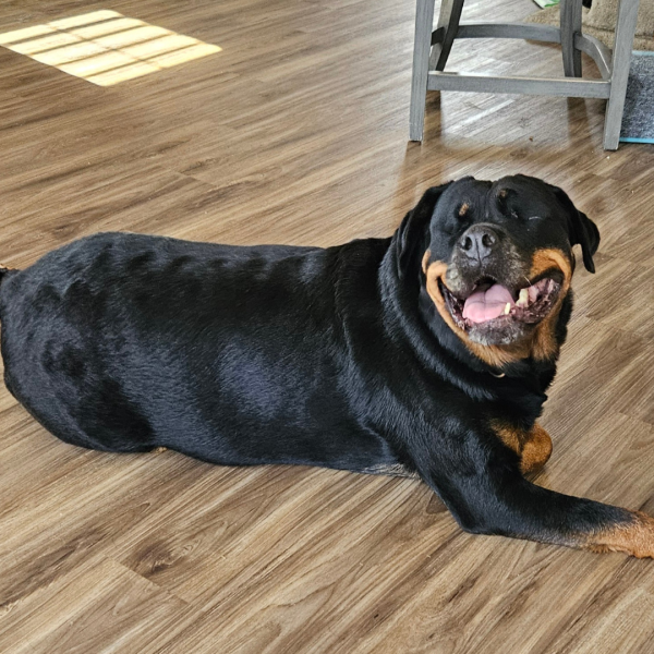 Adoption Update: Fancy – Longmont Humane Society