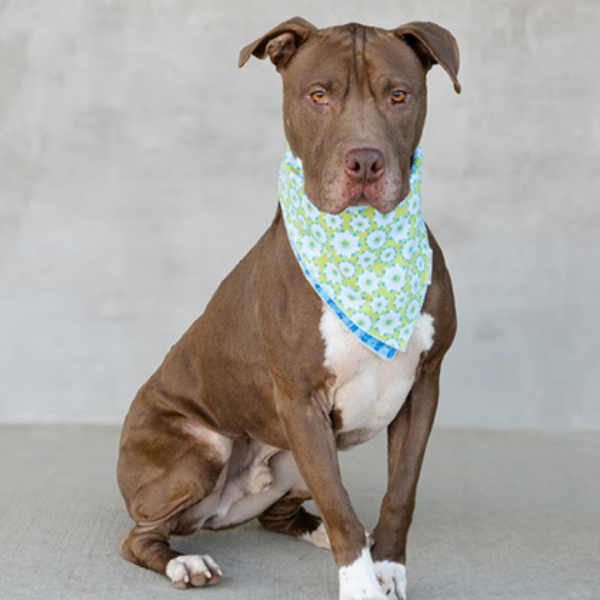 The 3 Ds of Dog Training: Duration, Distance, and Distraction ...