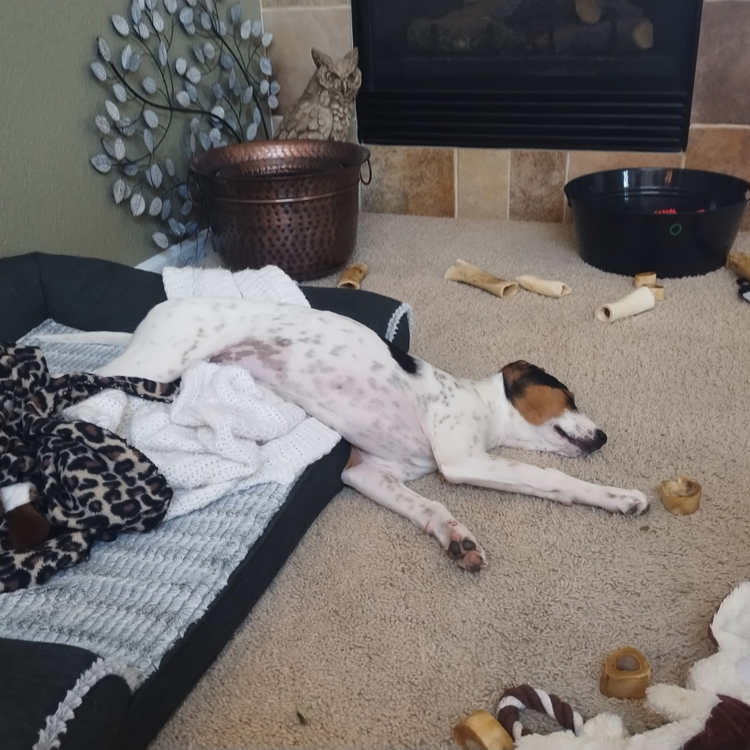 Adoption Update: Dixie (FKA Bessie) – Longmont Humane Society